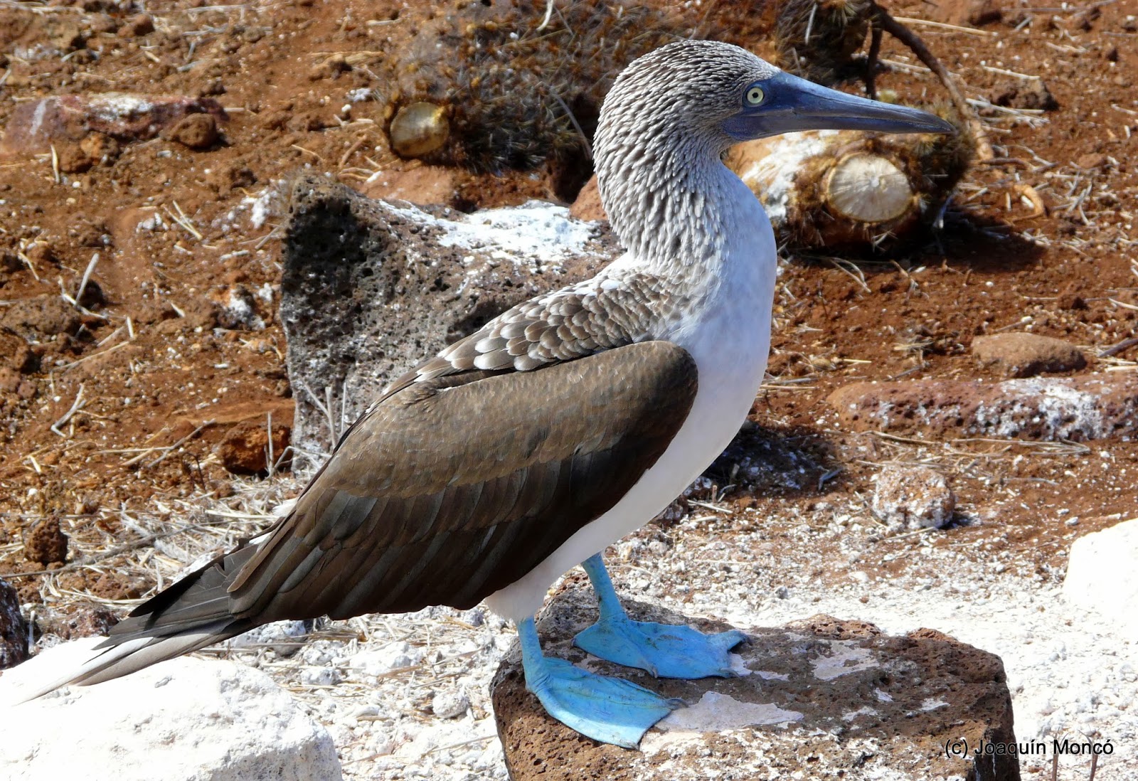 Rumbo a las Pribilof: PATAS AZULES (ISLAS GALÁPAGOS, ECUADOR)