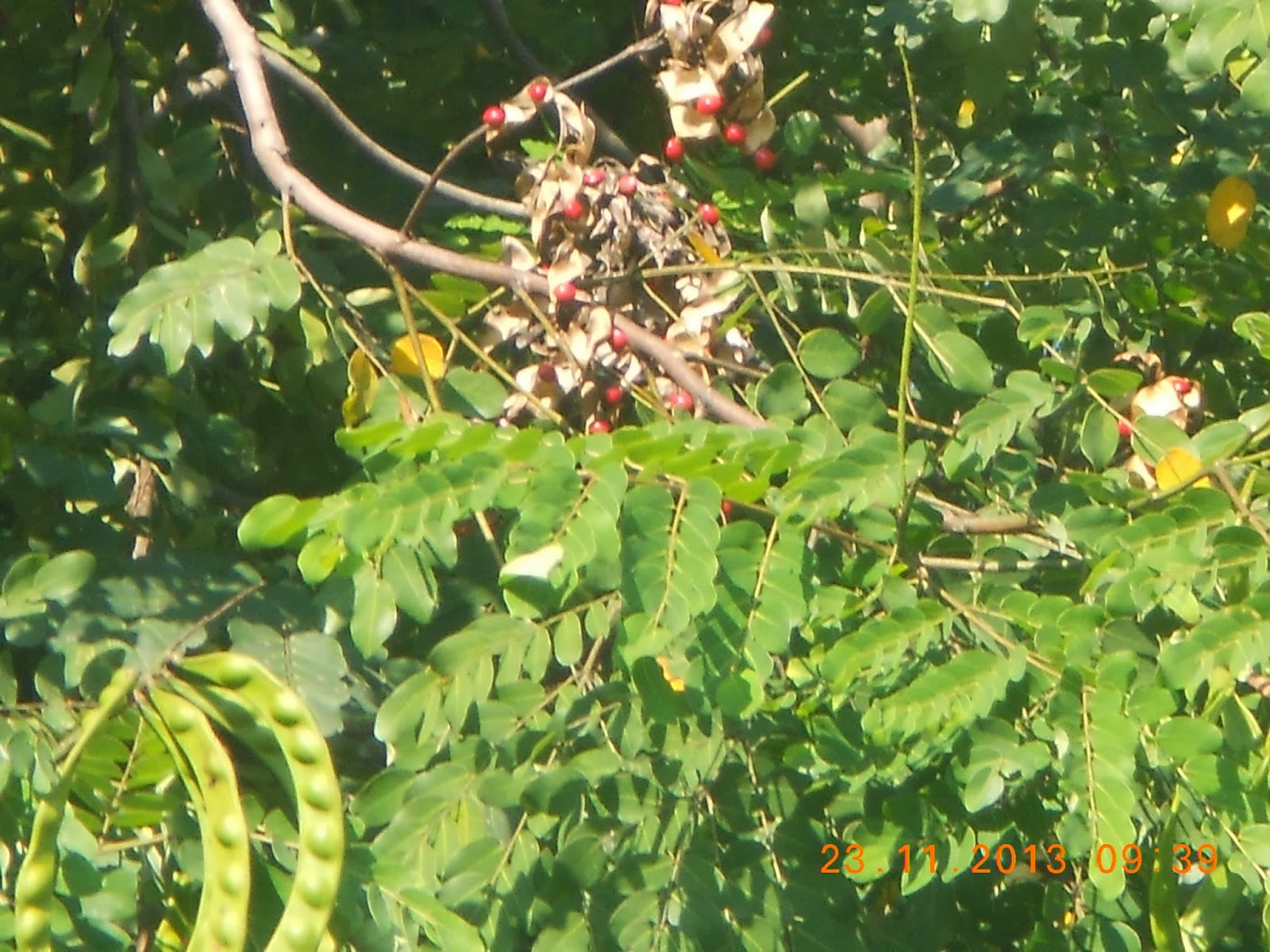 namakucella: BIJI SAGA........