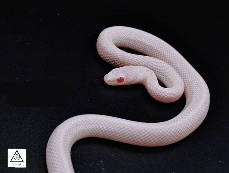 BLİZZARD CORN SNAKE