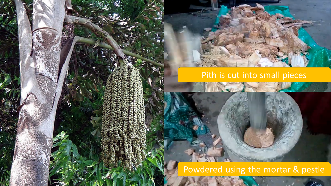 Kithul Flour (Caryota urens) as a Substitute Flour Ingredient for Food ...