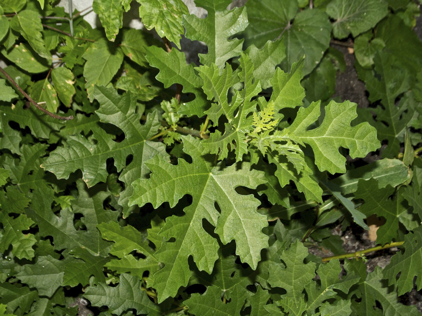 Flora Urbana: Les Moracées à Montréal