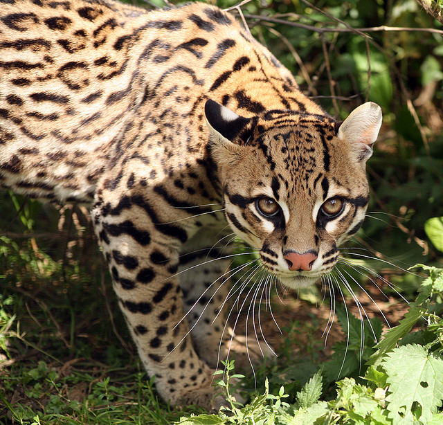 The Ocelot – Really Back From the Brink? | The Ark In Space