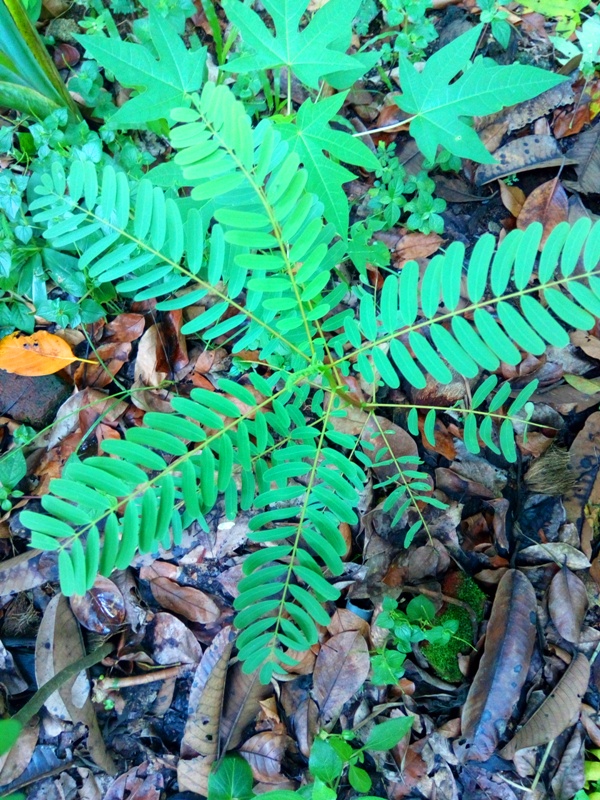 Sesbania grandiflora / Katurumurunga / කතුරැමුරැංගා / அகத்தி / बसना ...