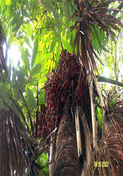 A SURVEY OF THE TREES OF YORROWKABRA: Survey