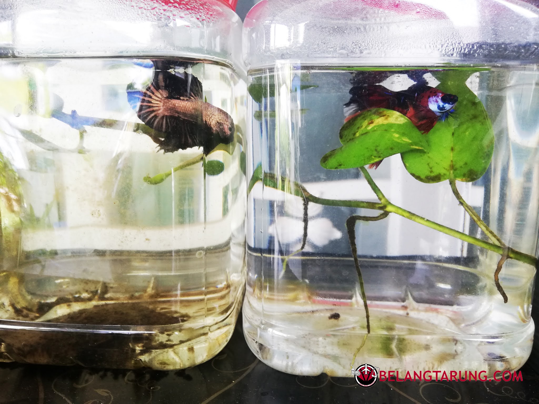 Cara dan Tips Anak Ikan Betta (Fry) Supaya Cepat Besar