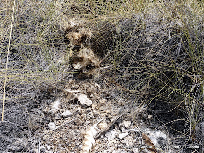 ANIDA: Búho real (Bubo bubo) encontrado muerto en la Sierra del Cuchillo