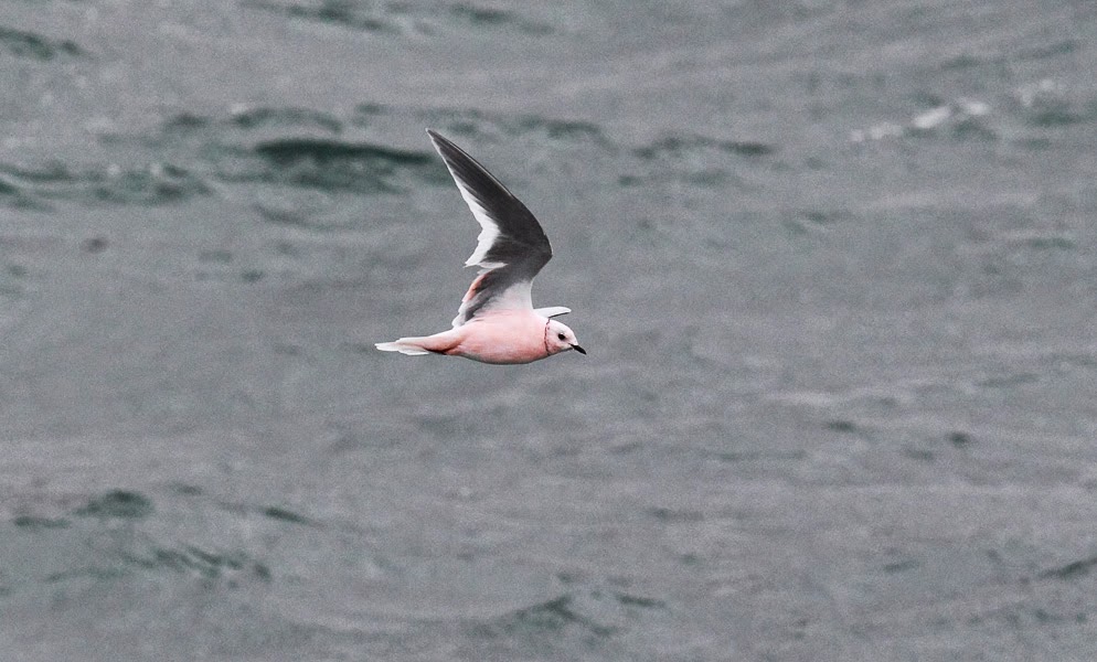 The Bruce Mactavish Newfoundland Birding Blog: The ULTIMATE BIRD = Ross ...