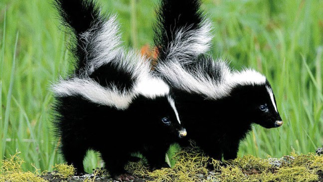 Stinky Skunk Facts