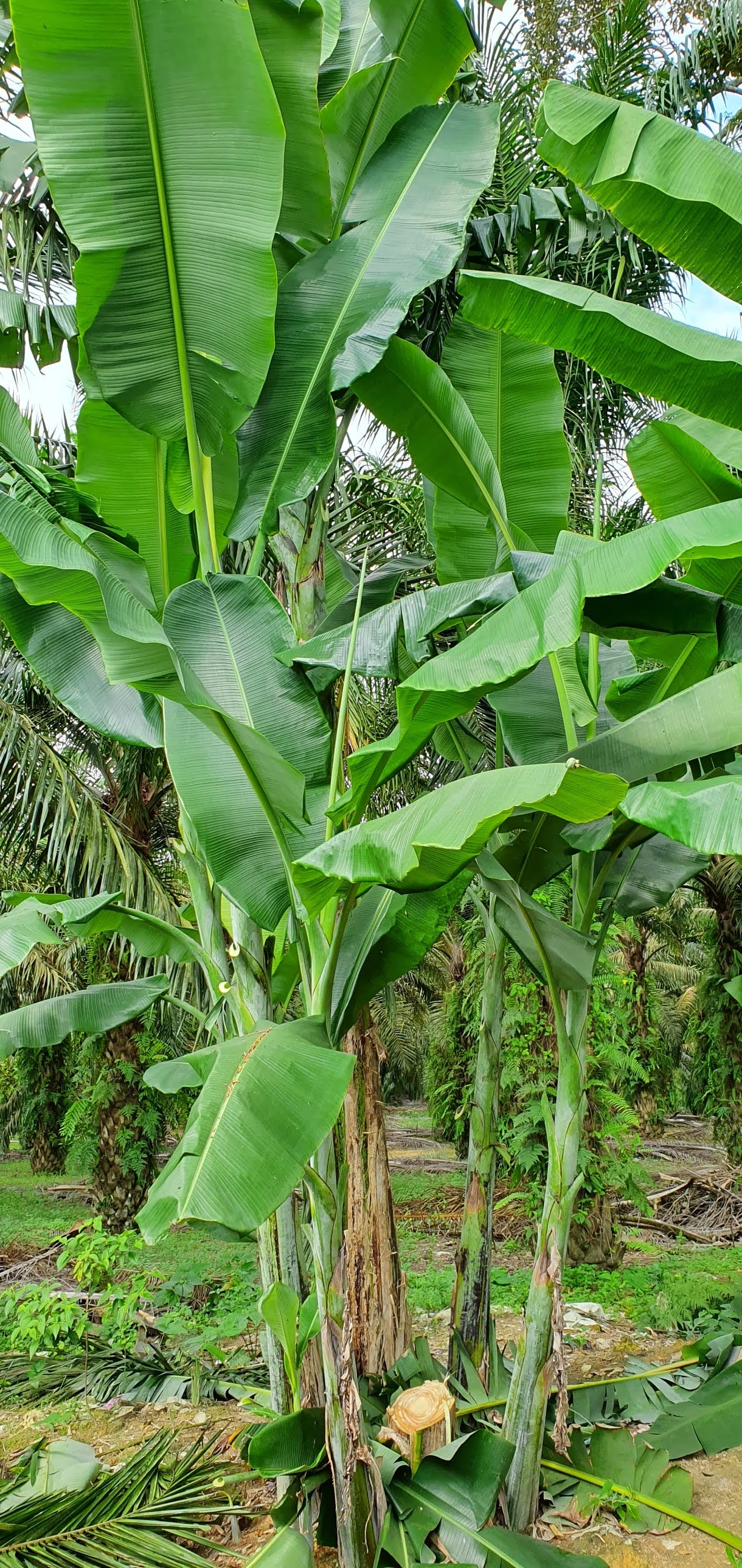 Warisan Petani: Pokok Pisang Benggala