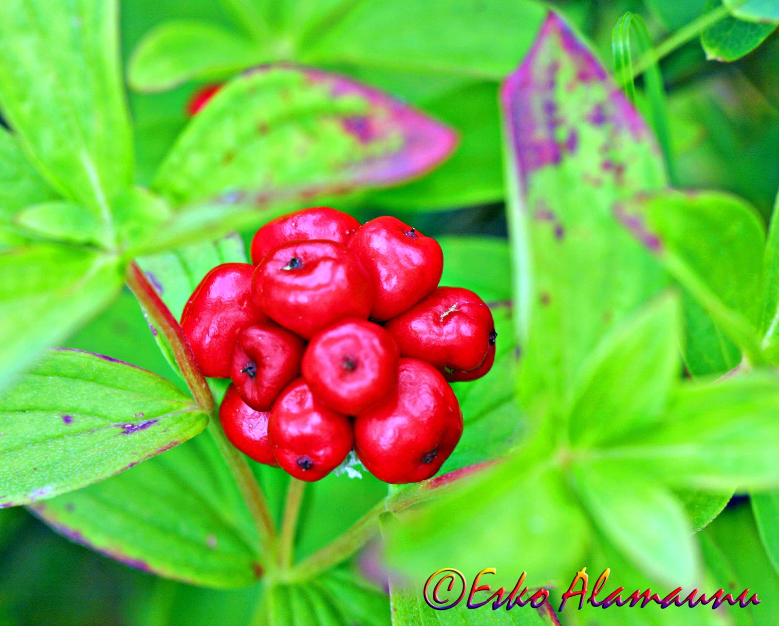 Eko-Kuvia: Syyskuu 2017 alkoi....