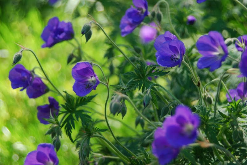 Wife, Mother, Gardener: Geranium 'Orion'