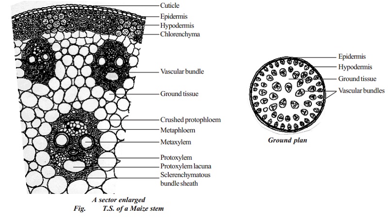 Biology Topics: INTERNAL STRUCTURE OF YOUNG STEM