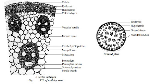 Biology Topics: INTERNAL STRUCTURE OF YOUNG STEM