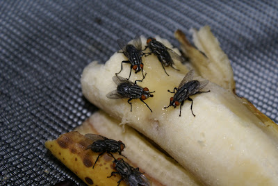 Nature Gardens @ NHM: L.A.'s Urban Nature: Flesh Flies and CSI!