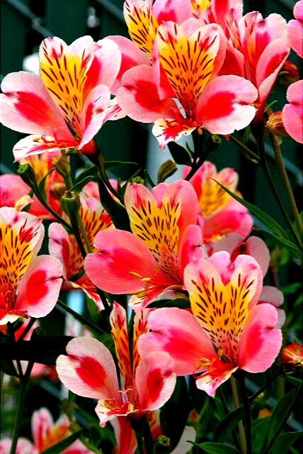 Astromelias | Alstroemeria «lirio de campo» - Id Plantae