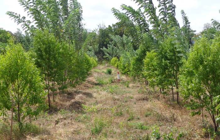 Sadaharitha Plantation Ltd | ElaKiri