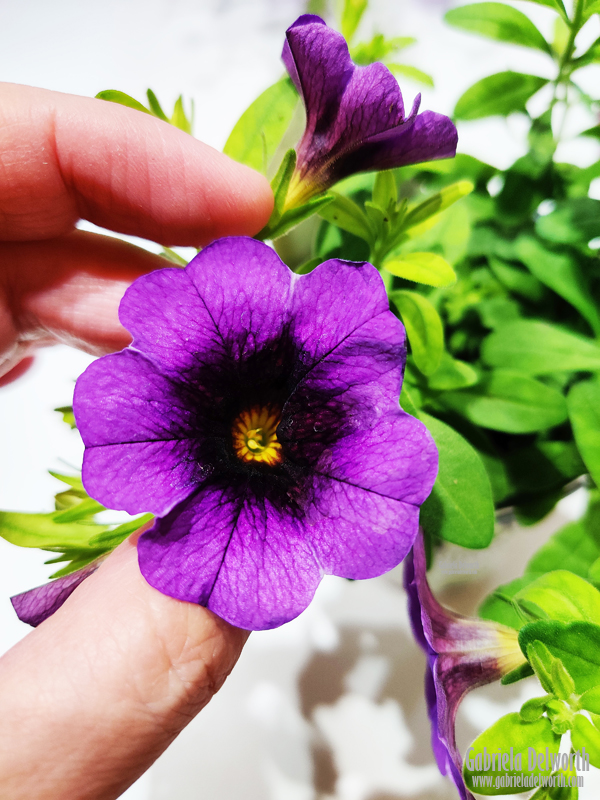 Balcony and Indoor Gardening Stories, Botanical Art and Workshops by ...