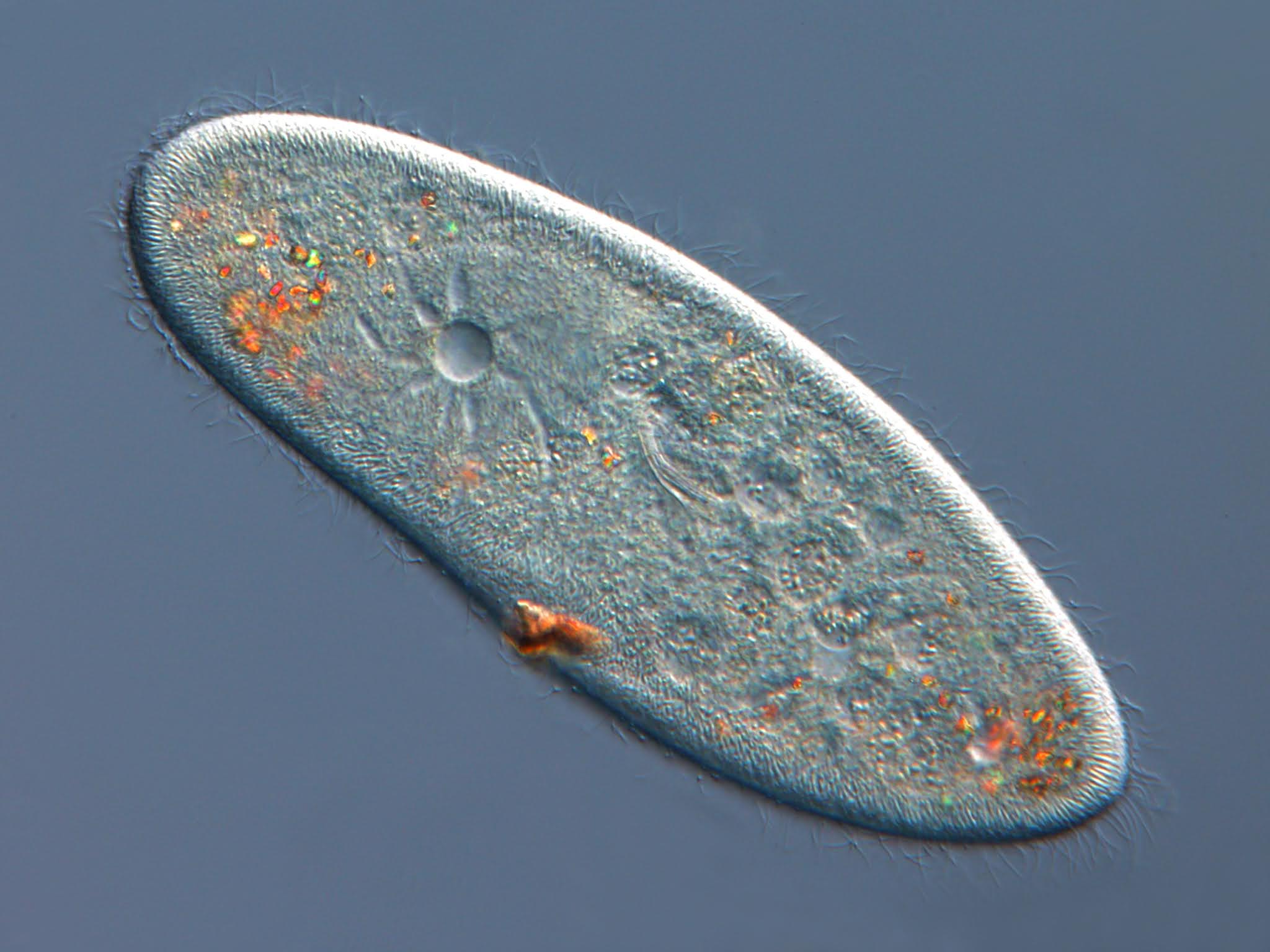 PROTOZOÁRIOS