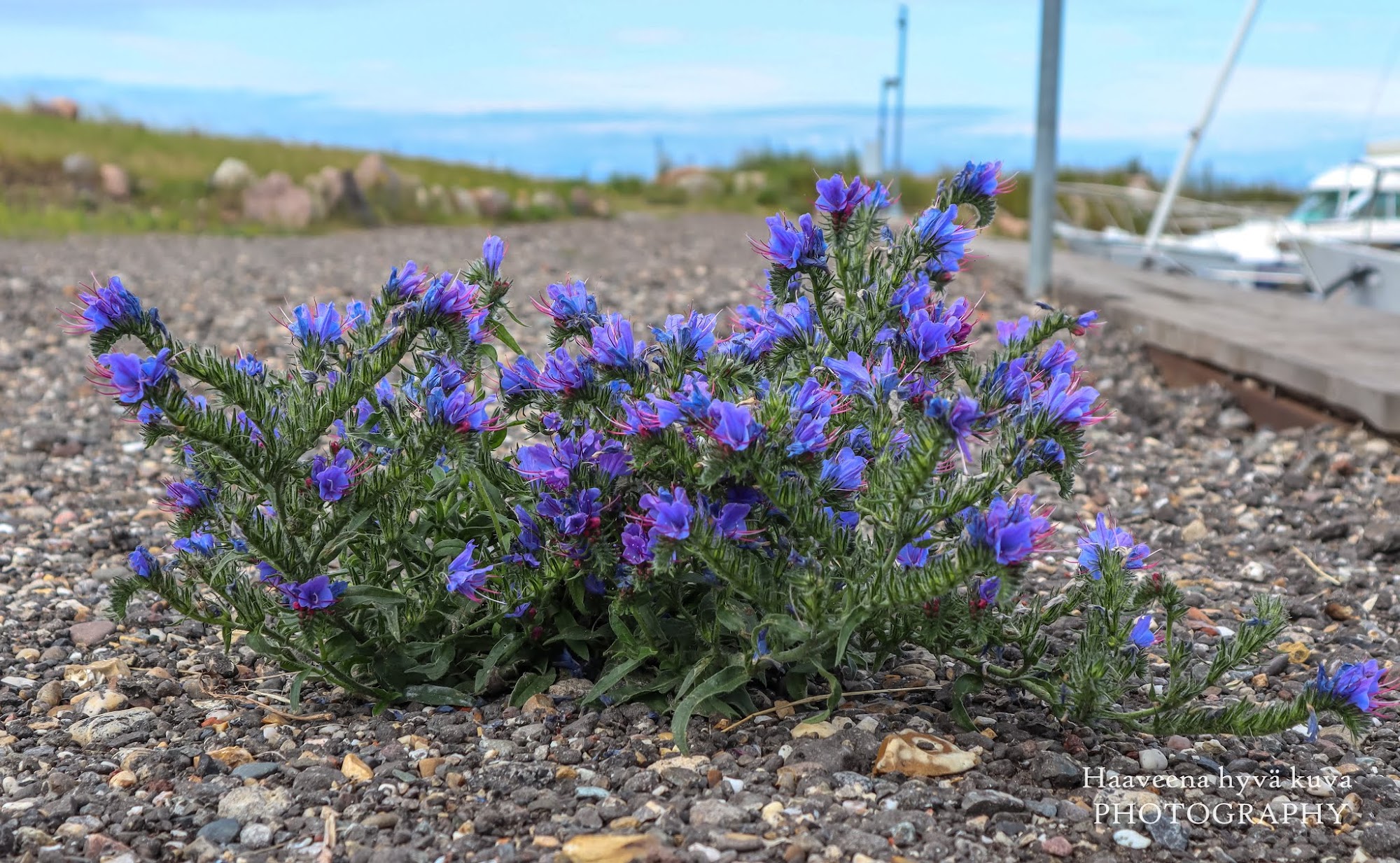 Haaveena hyvä kuva: Neeme sadam - Viro