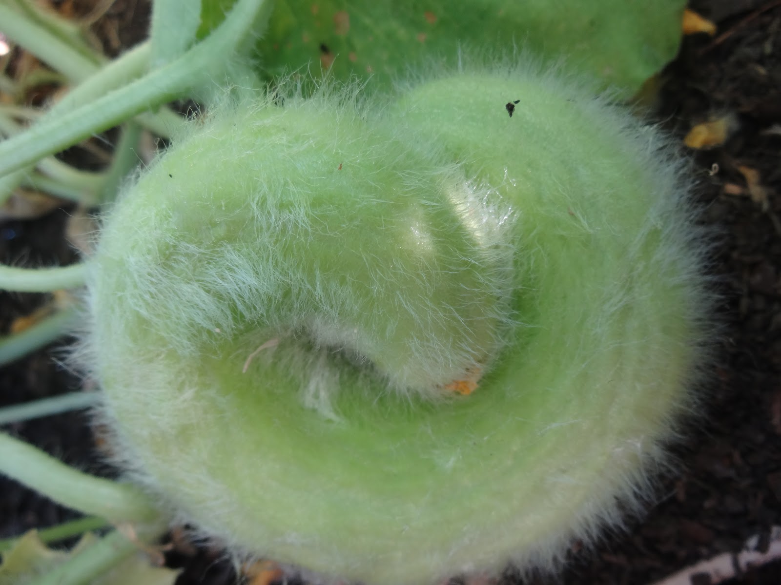 The Scientific Gardener: Cucumber Pretzel