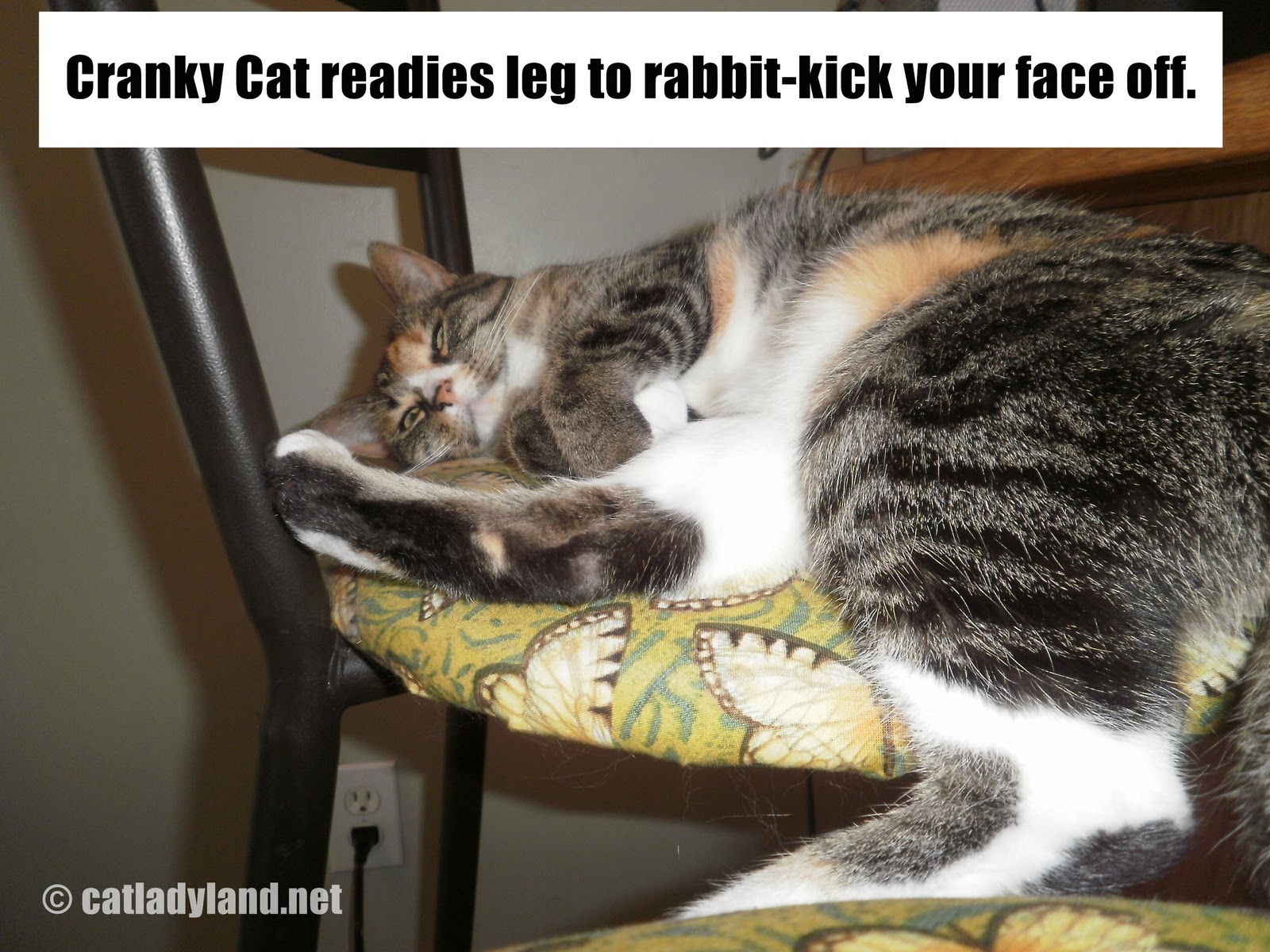 Catladyland: Cats are Funny: Cranky Cat's Leg is Poised