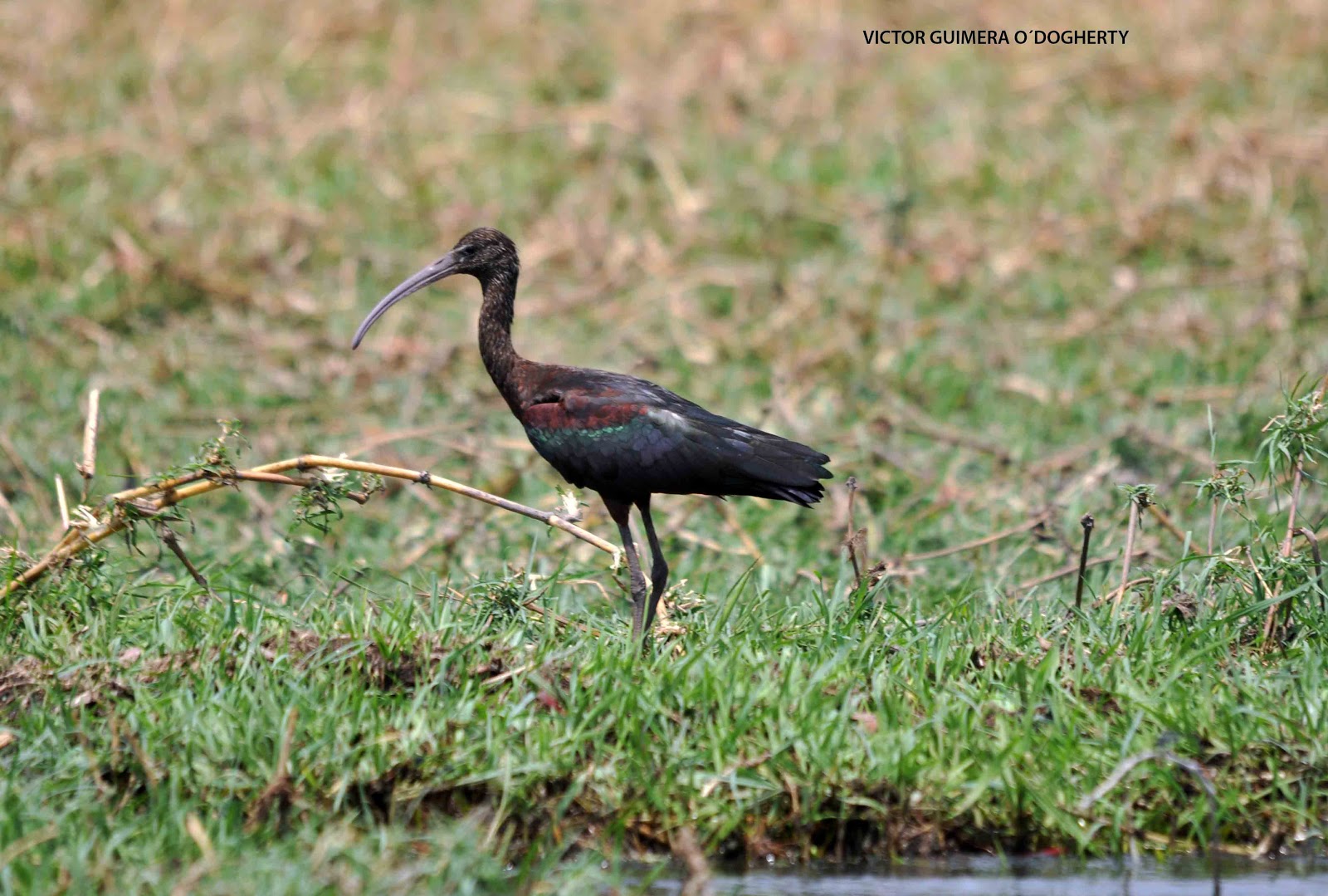 Mis imágenes de aves: EL MORITO