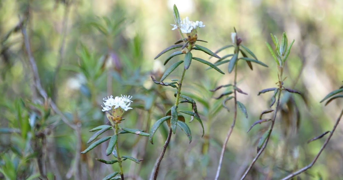 Camosun Blog : Making Traditional Labrador Tea during cold and flu ...