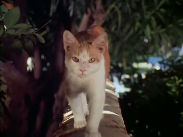 Planeta gato: TV Gato: Waldo Kitty