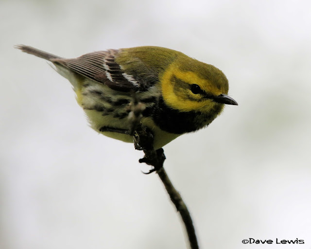 Birds from Behind : THE BIGGEST WEEK IN AMERICAN BIRDING...well maybe ...