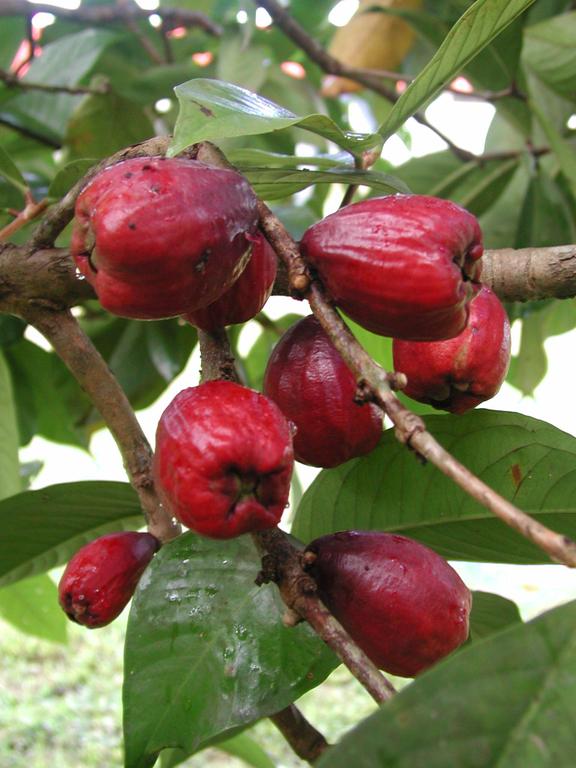 Tarım Siteniz: Egzotik Meyveler