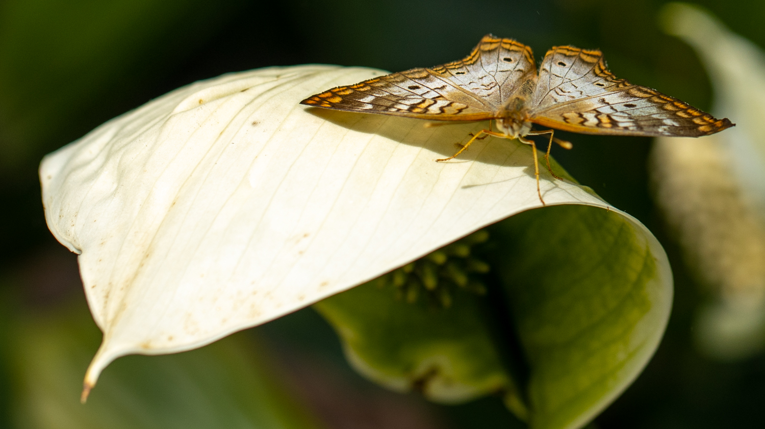 James Gordon Patterson Photography: Butterfly Wonderland Scottsdale 27 ...