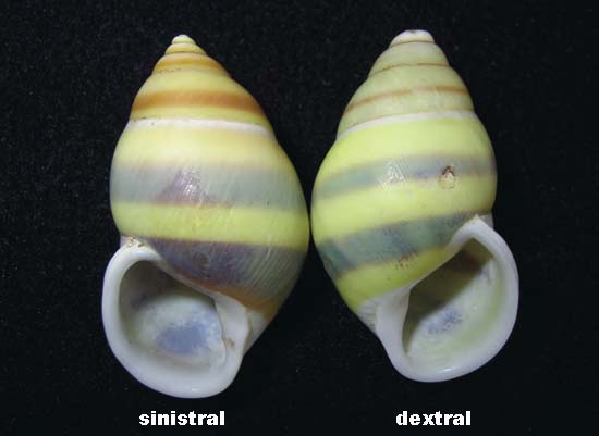 As Many Exceptions As Rules: It’s Not Just Our Tooth That’s Sweet