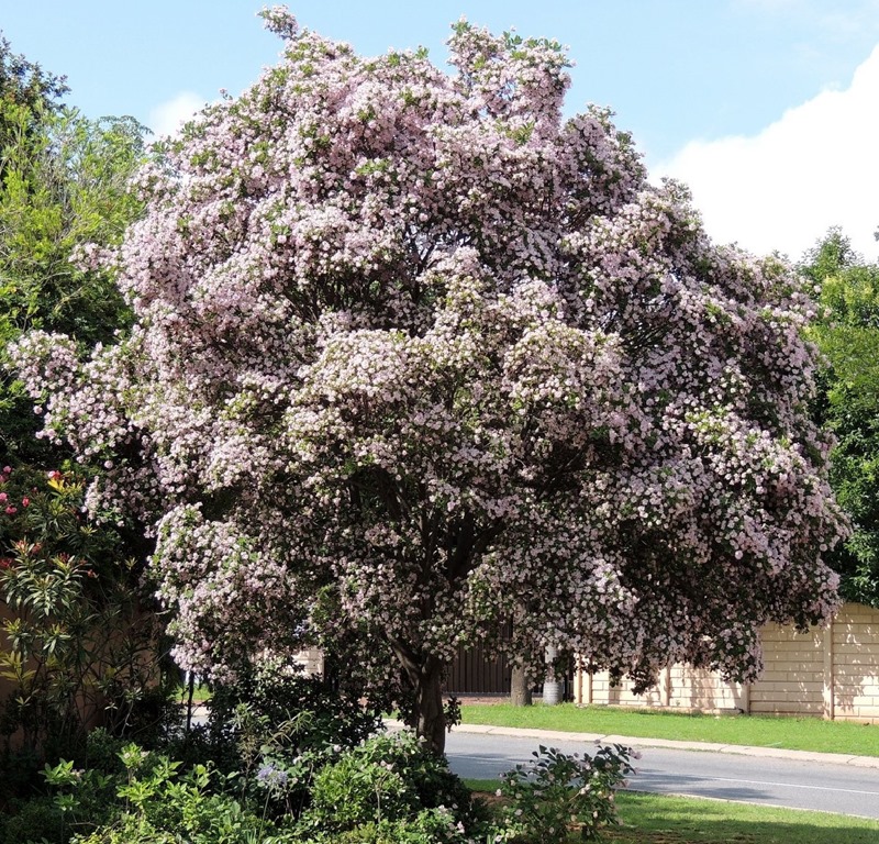 Rey de las Plantas: Dais cotinifolia - Pompom Tree