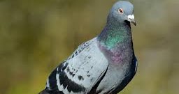 PORUMBEL ce reprezinta ce semnifica ce simbolizeaza - Interpretare Vise