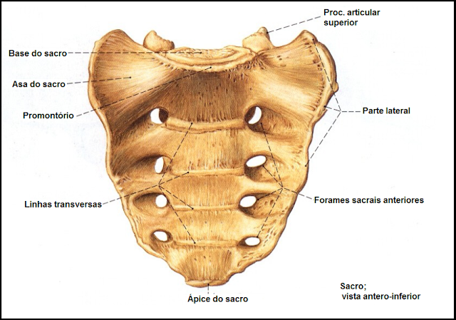 Atlas de Anatomia Humano : Sistema Esquelético