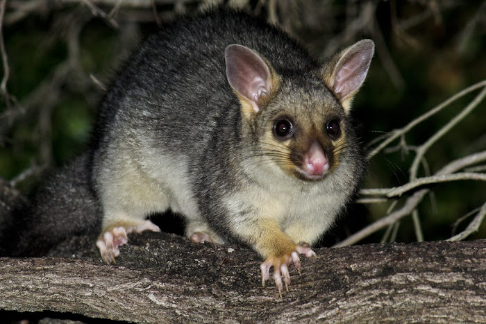 Φαλαγγιστής