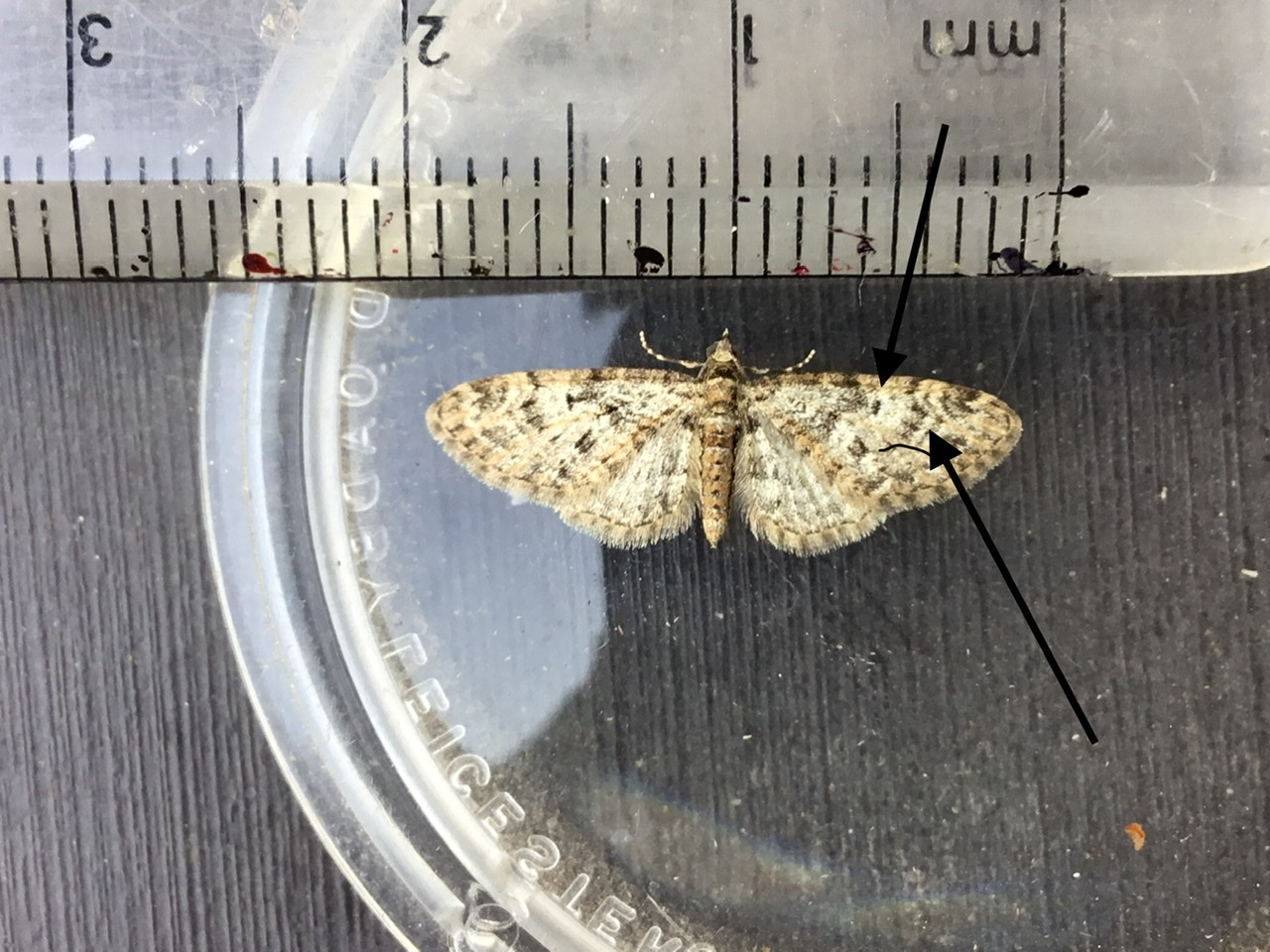 Ceredigion Moths: Brindled or Oak Tree Pugs?