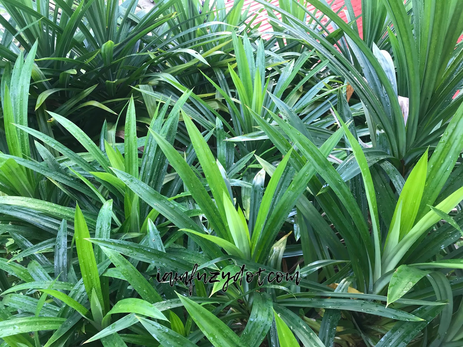 17 Khasiat Pokok Pandan Terselit 1 Bahaya Daun Pandan Yang Merungsingkan