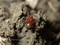 細蟹屋: Nesticidae ホラヒメグモ科