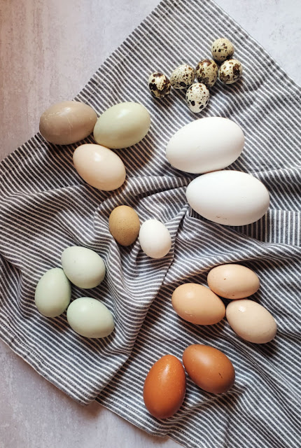 Poultry Egg Identification Chart | Chicken Duck Goose Quail Turkey Emu ...