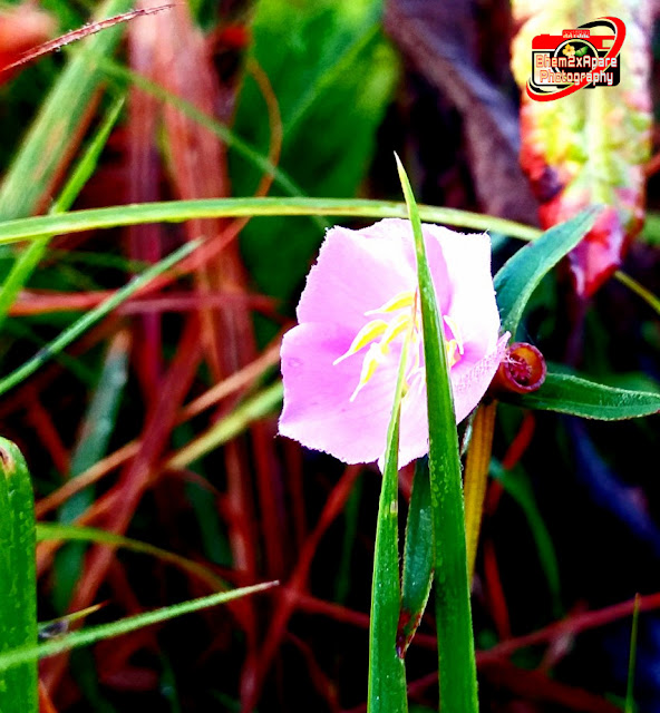 Crafted in a Marvelous Design: Nature's Beauty at Lampanag Ridge ...