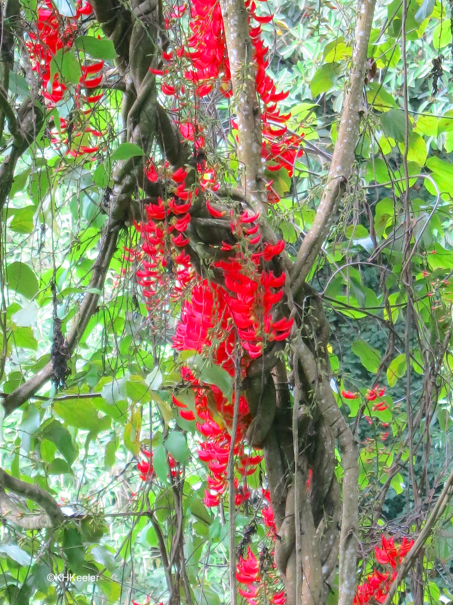 A Wandering Botanist: Big Bright Tropical Vines