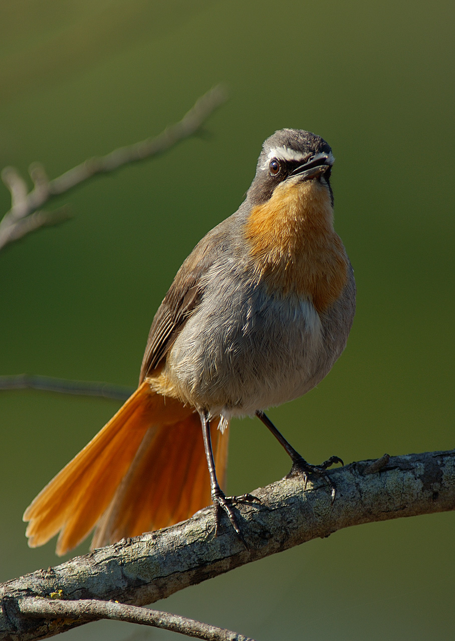 Cape Robin-Chat (Cossypha caffra) - Ryan Maigan Birds