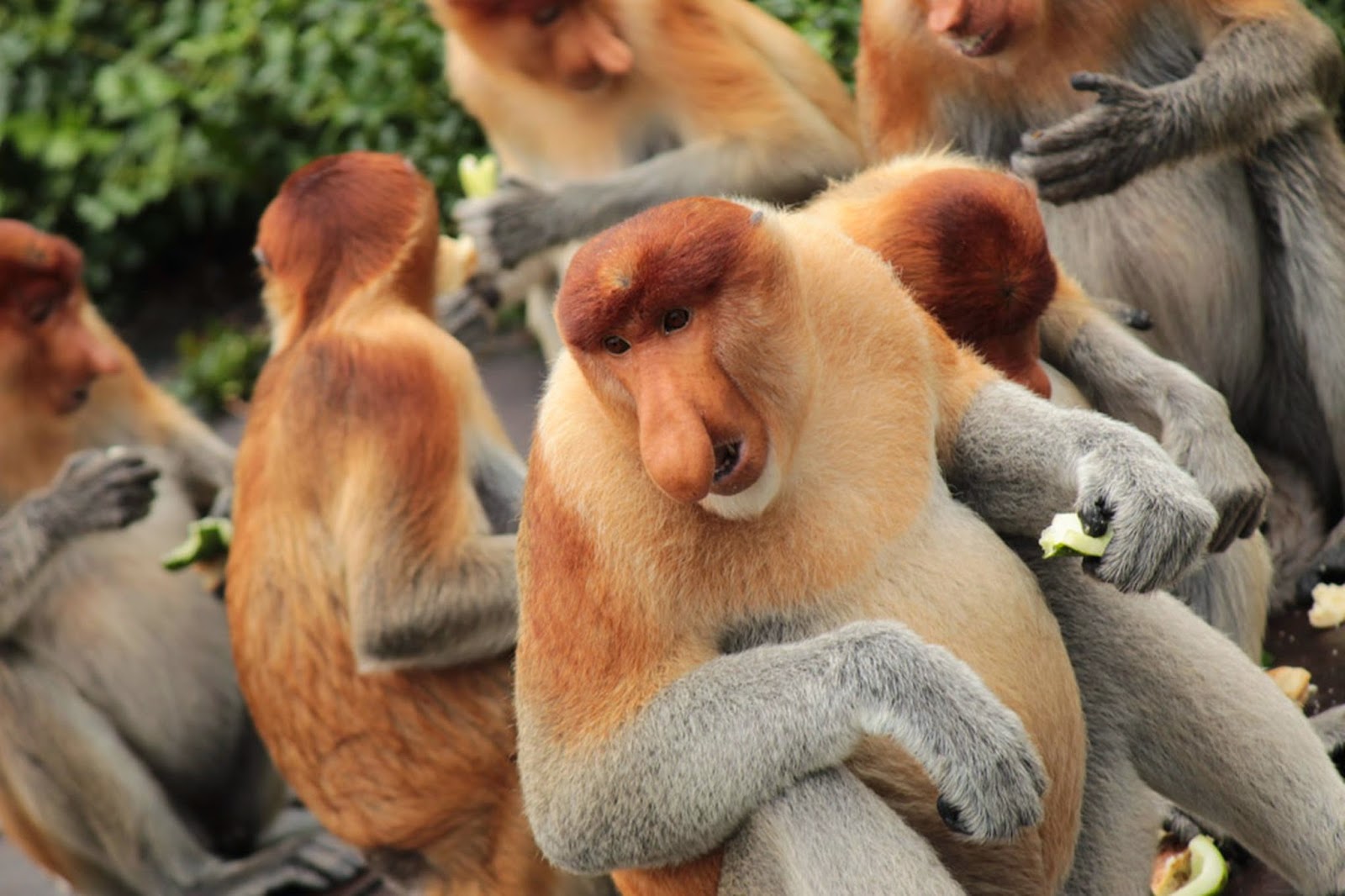 Raizameka Everlasting