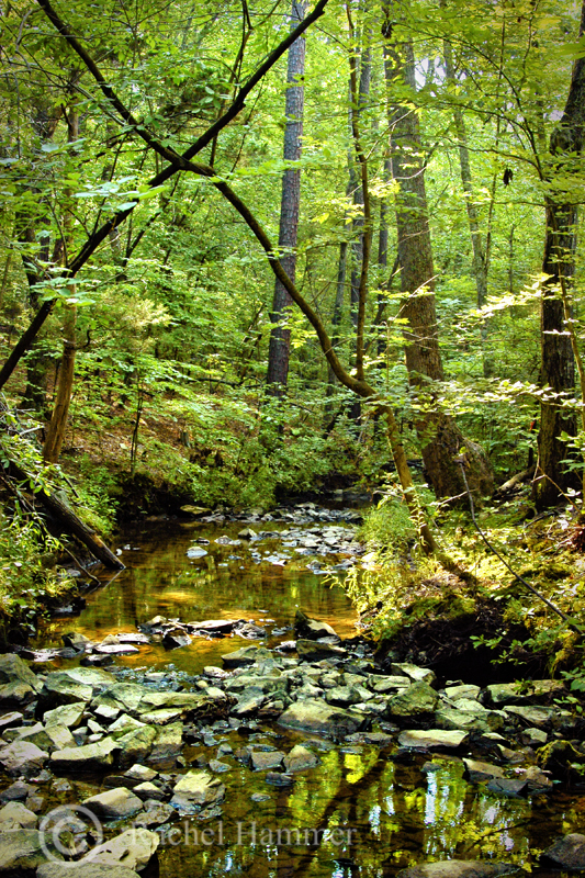 TwoFeetPhoto: Favorite Places: Volume II: Your Local Forest