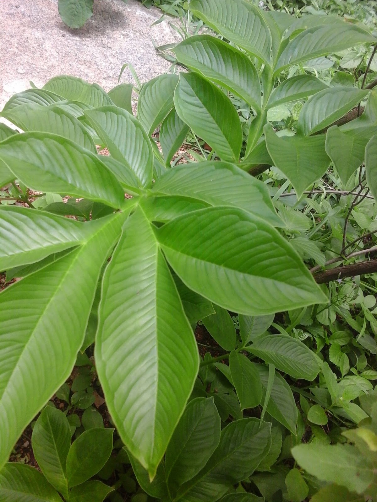 SVL Ayurvedic Healing Herbs: Kanda (Yam)