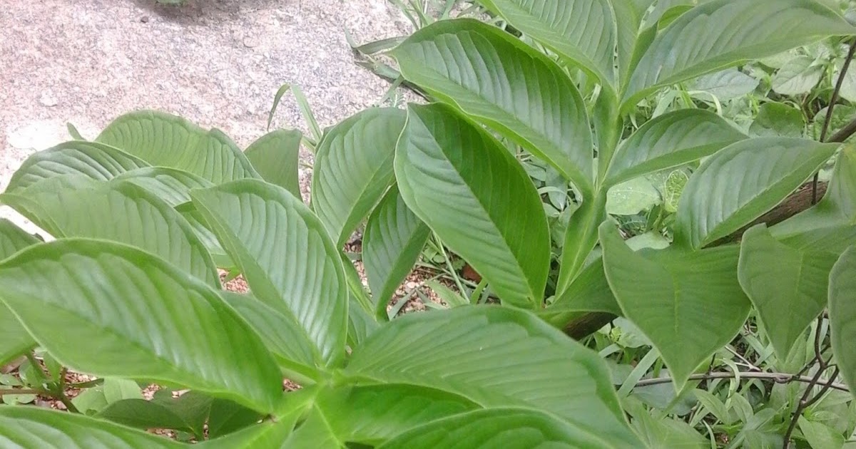 SVL Ayurvedic Healing Herbs: Kanda (Yam)