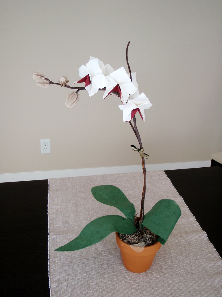 OrchidCraze: Wonderful Orchid Origami..