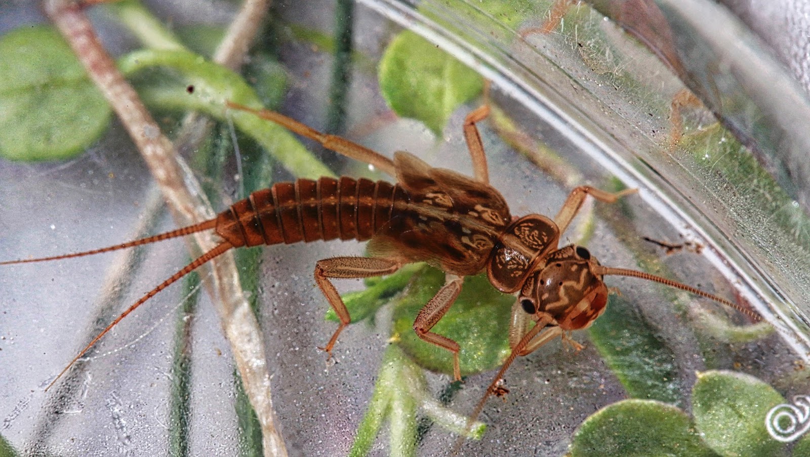 Aquatic Insects of Central Virginia: Isoperla season -- and other signs ...