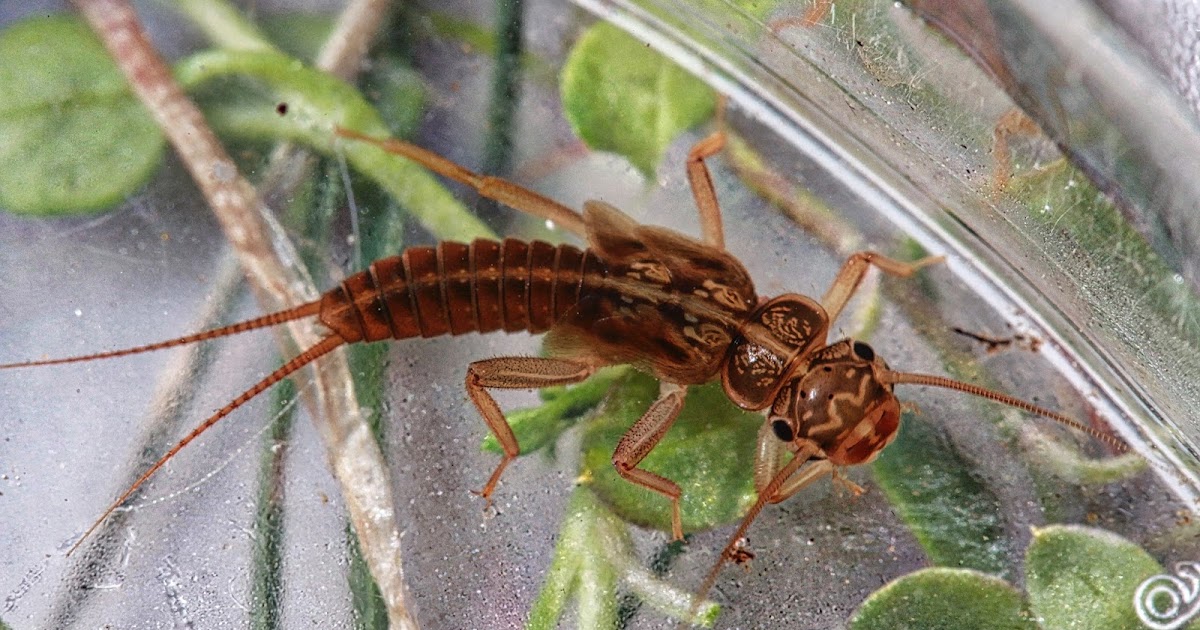 Aquatic Insects of Central Virginia: Isoperla season -- and other signs ...